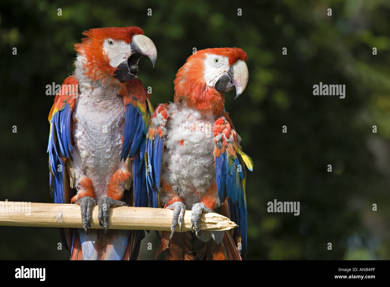 Squawking parrot hi-res stock photography and images - Alamy