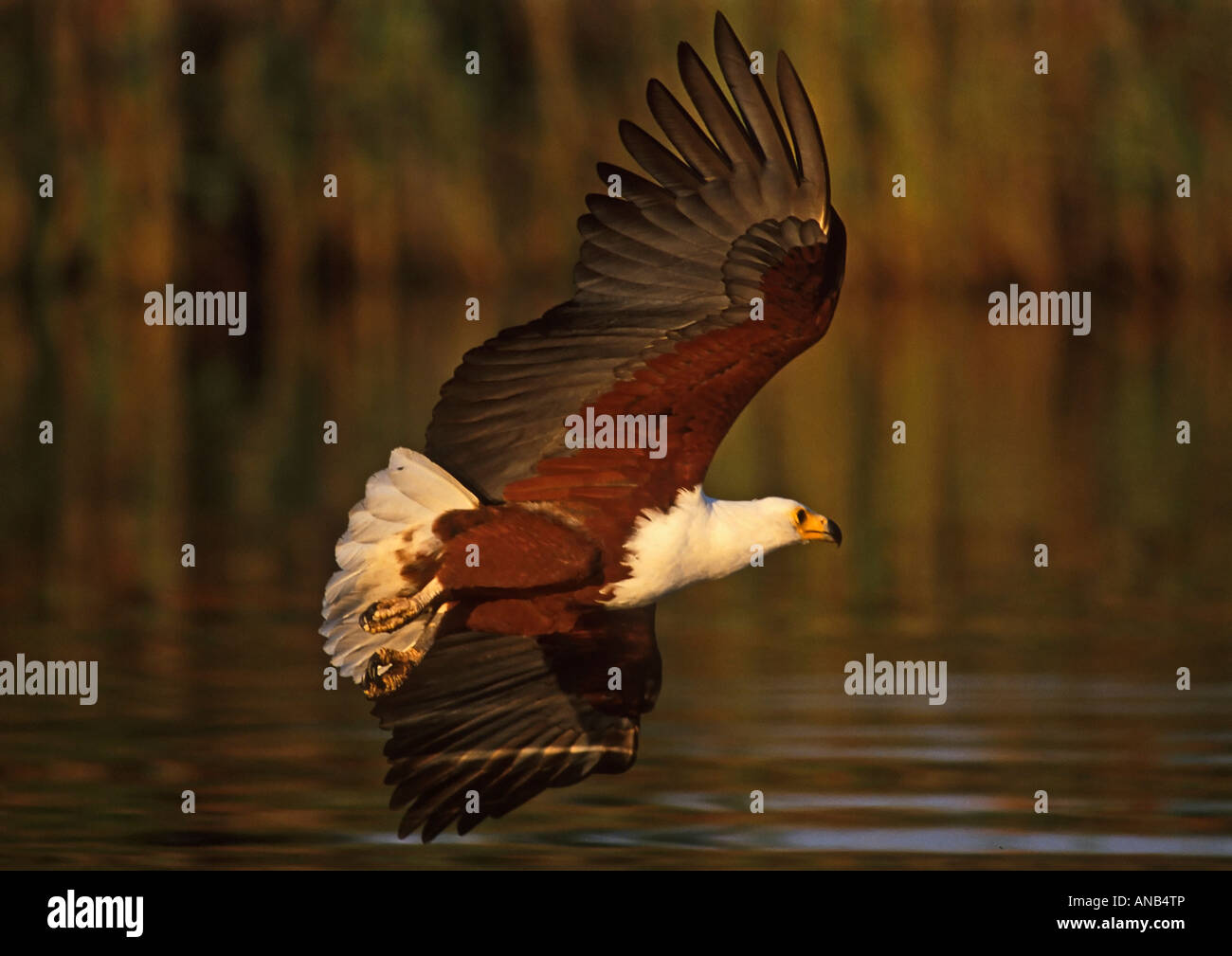 Swooping hi-res stock photography and images - Alamy