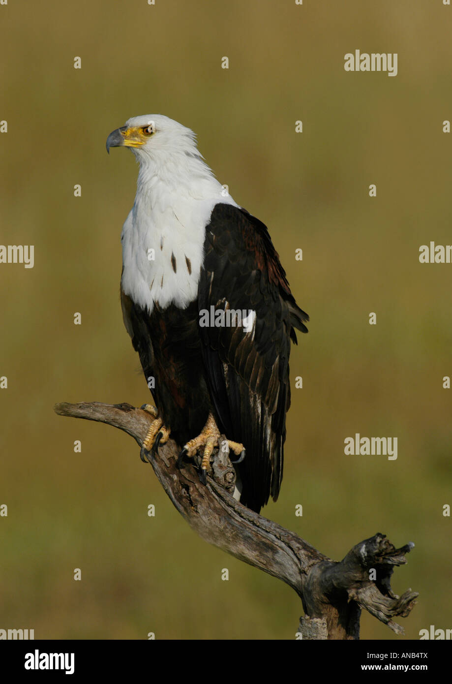 Fish eagle perched on dead branch Stock Photo - Alamy
