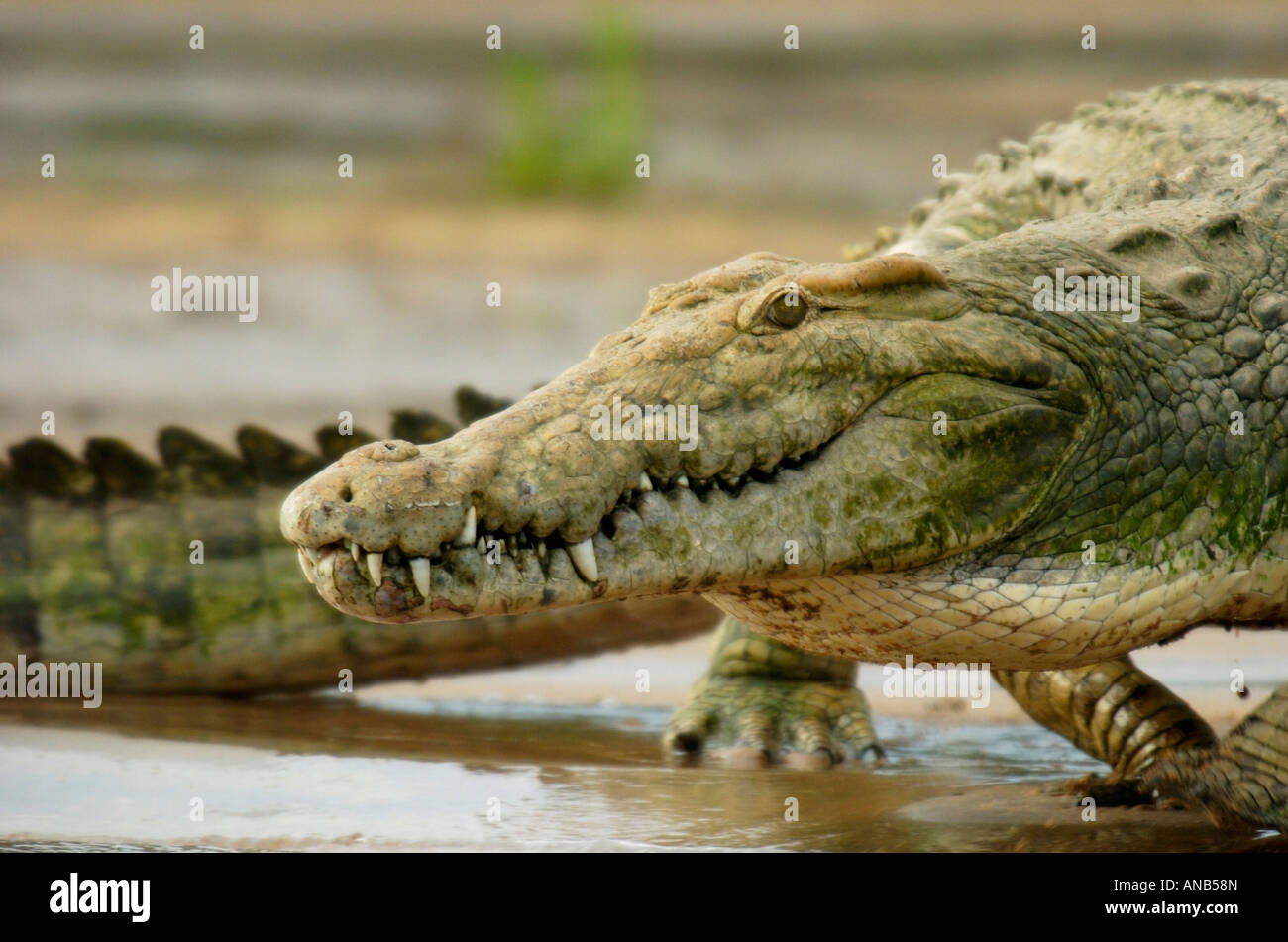 Nile crocodile walking hi-res stock photography and images - Alamy