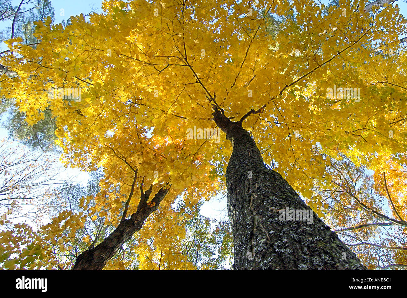 Maple Tree in Full Color Stock Photo - Alamy