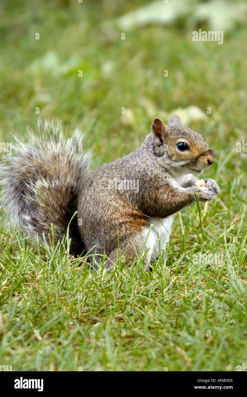 Squirrel eating seeds Stock Photo - Alamy