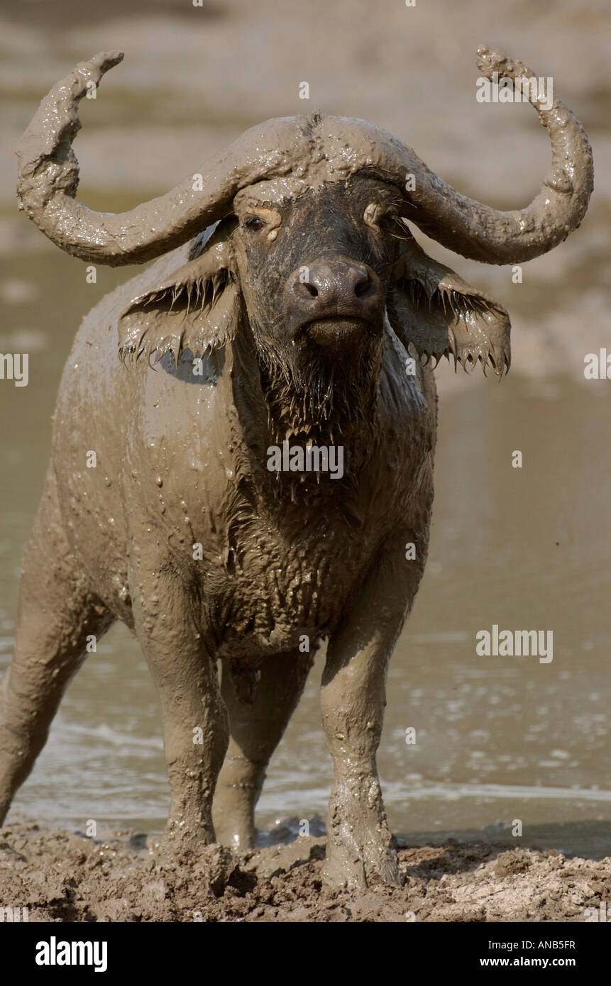 Buffalo covered in mud after bathing in muddy waterhole Stock Photo - Alamy