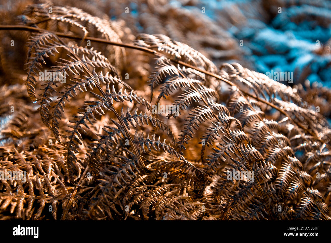 Golden serrated hi-res stock photography and images - Alamy