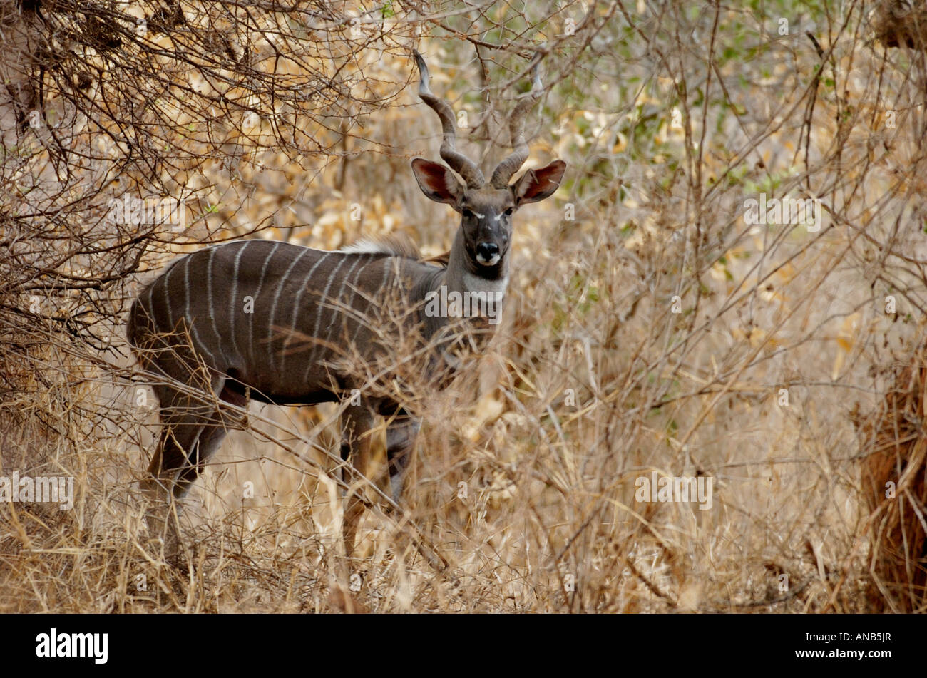 Kudu bull in amongst dry vegetation Stock Photo - Alamy