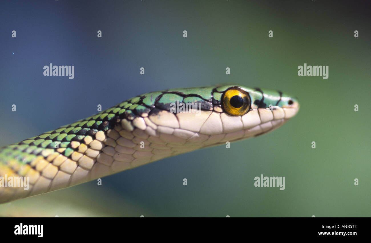 Parrot snake leptophis ahaetulla hi-res stock photography and images ...