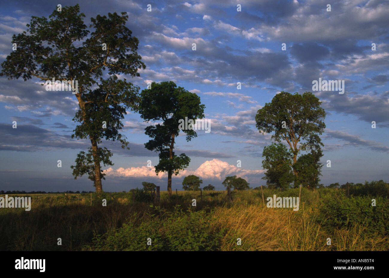 Savannah before thunderstorm with Urunday trees (Astronium ...