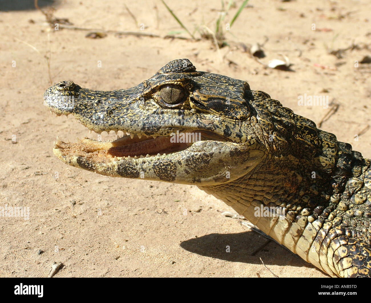 Portrait of a Cuvier's Dwarf Caiman (Paleosuchus palpebrosus) at the ...