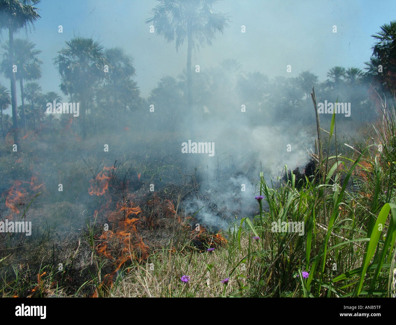 Burning palm savannah, Gran Chaco Paraguay Stock Photo - Alamy