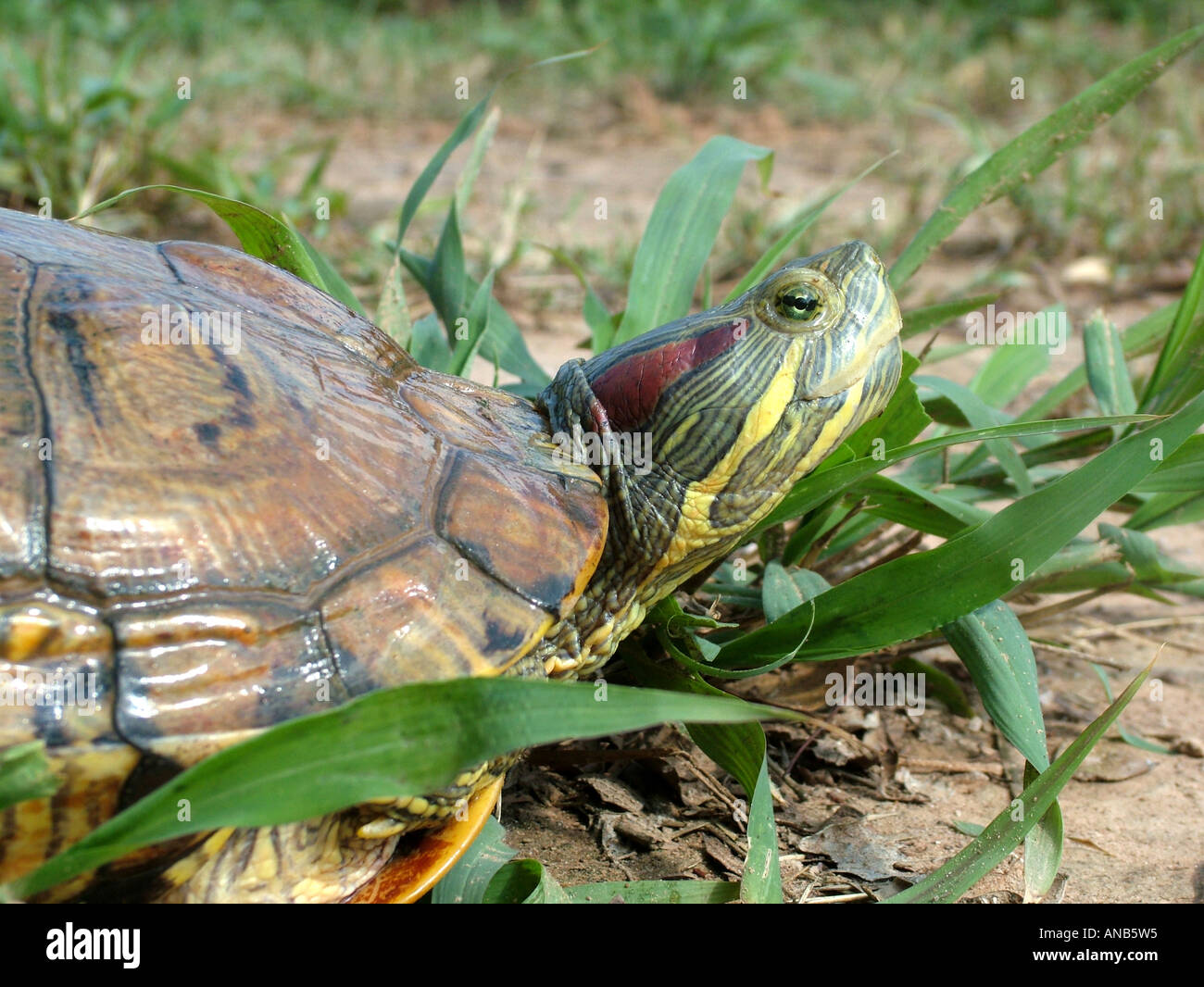 Portrait of a red-eared slider (Trachemys scripta elegans Stock Photo ...