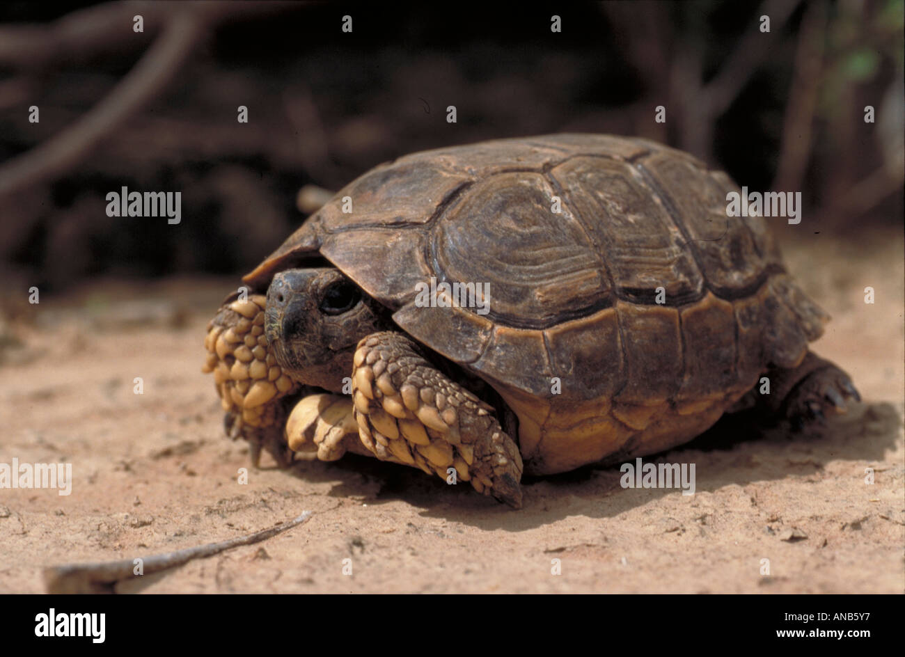 Gran chaco and wildlife hi-res stock photography and images - Alamy