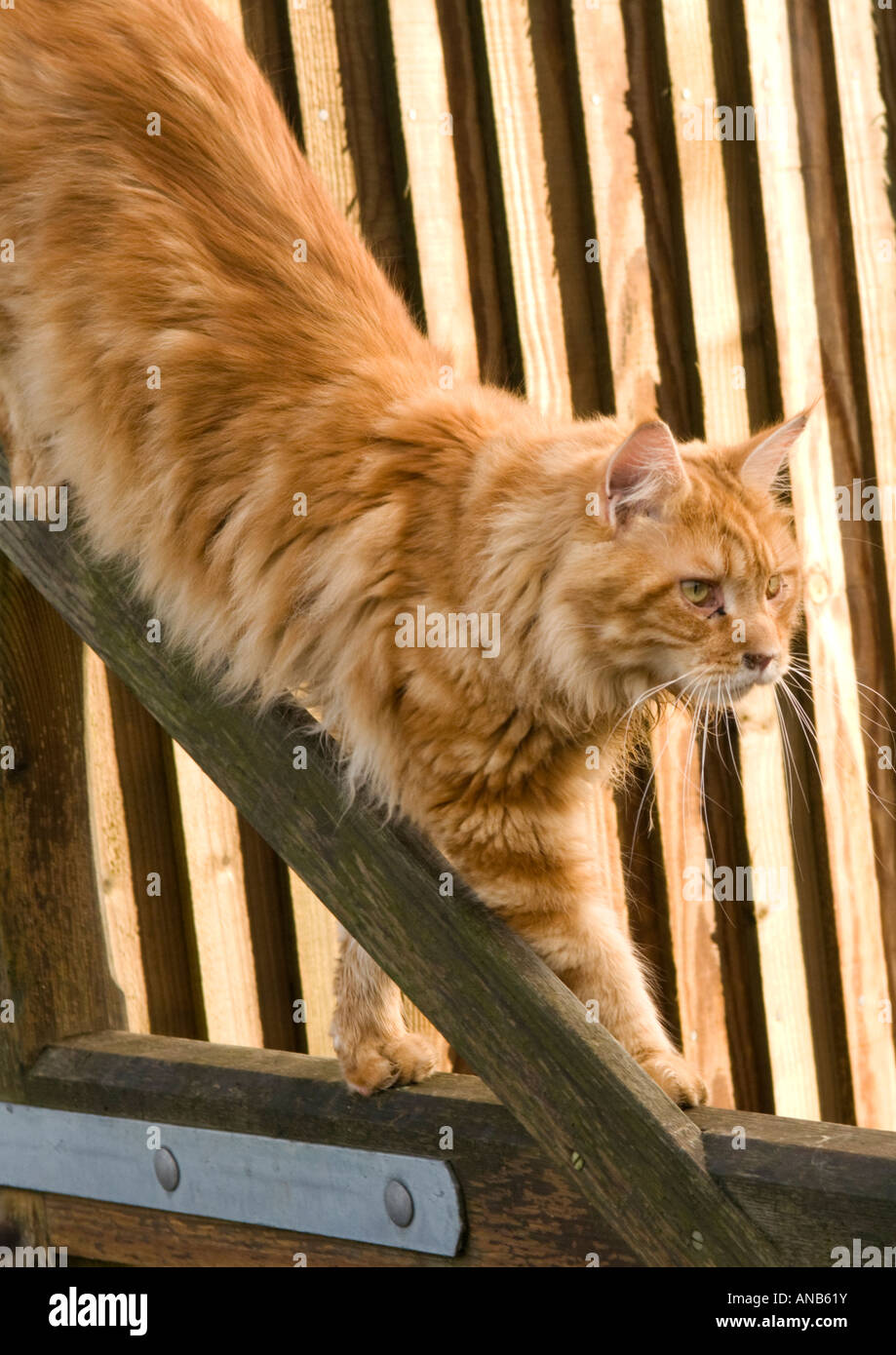 Ginger tom cat prowling down gate Stock Photo - Alamy