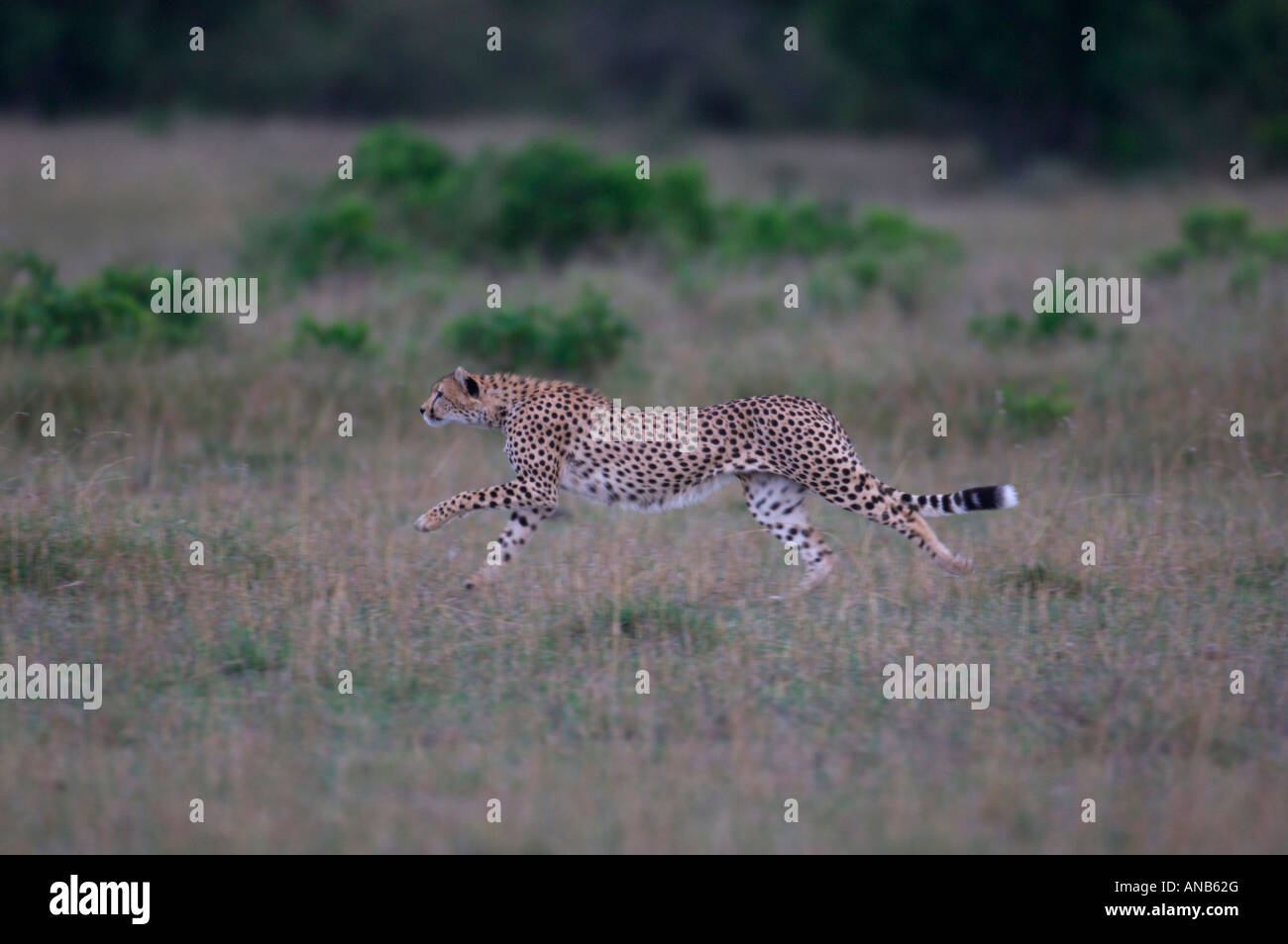 Cheetah pictures hi-res stock photography and images - Alamy