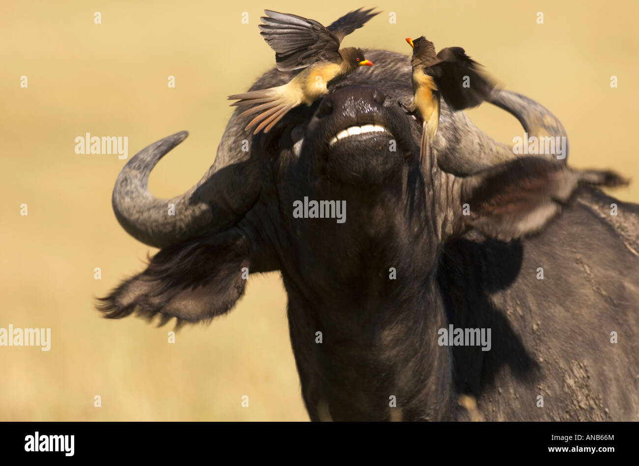 African buffalo shaking its head in irritation to shake off tow yellow ...