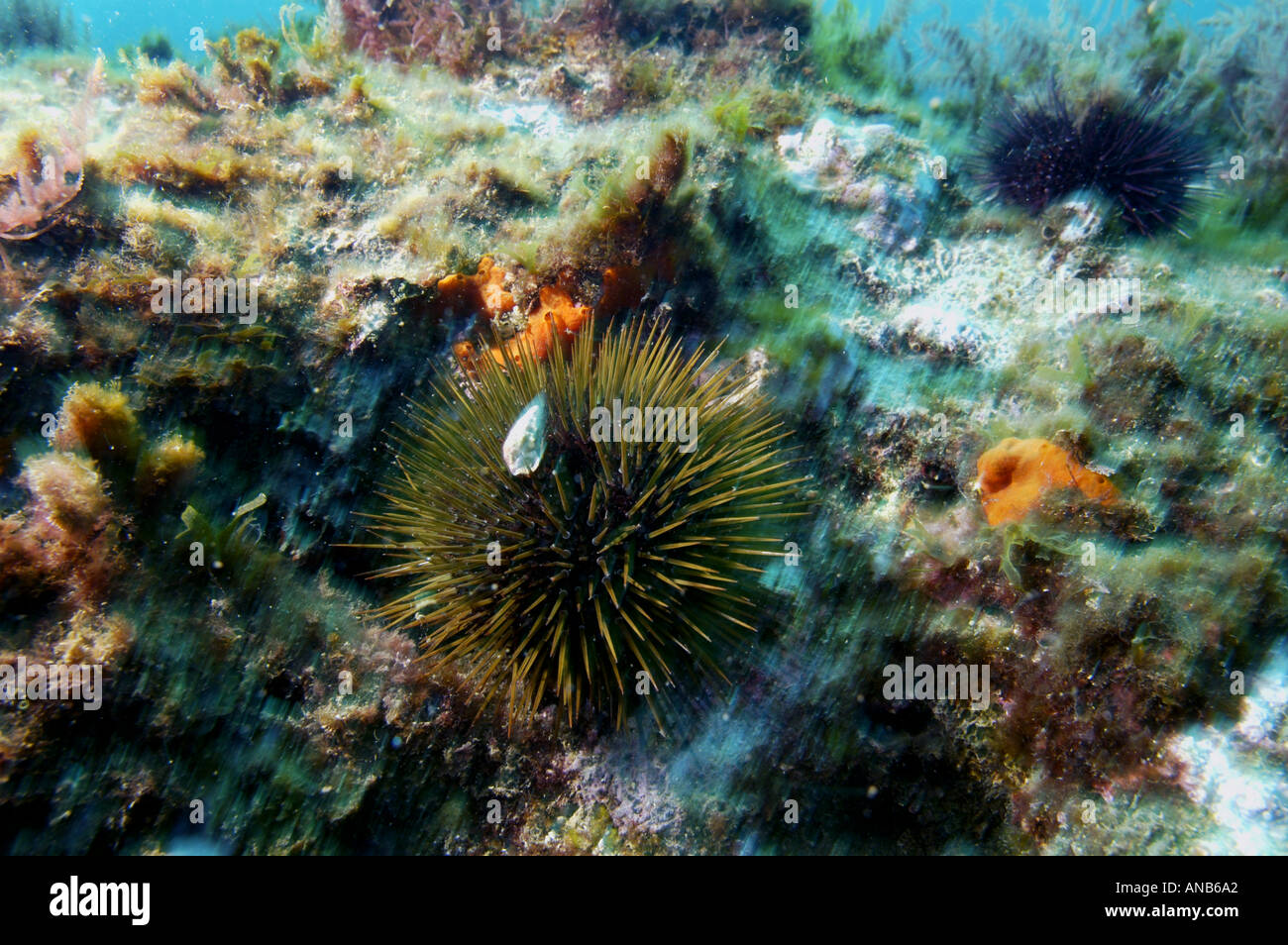 Spiky Brown Sea Urchin (Paracentrotus lividus) on rocky ocean floor ...