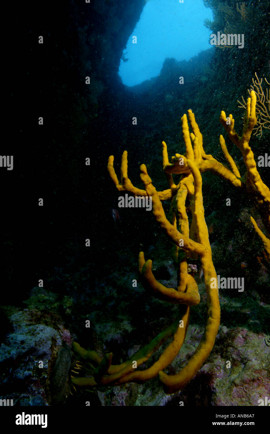 Axinella hi-res stock photography and images - Alamy