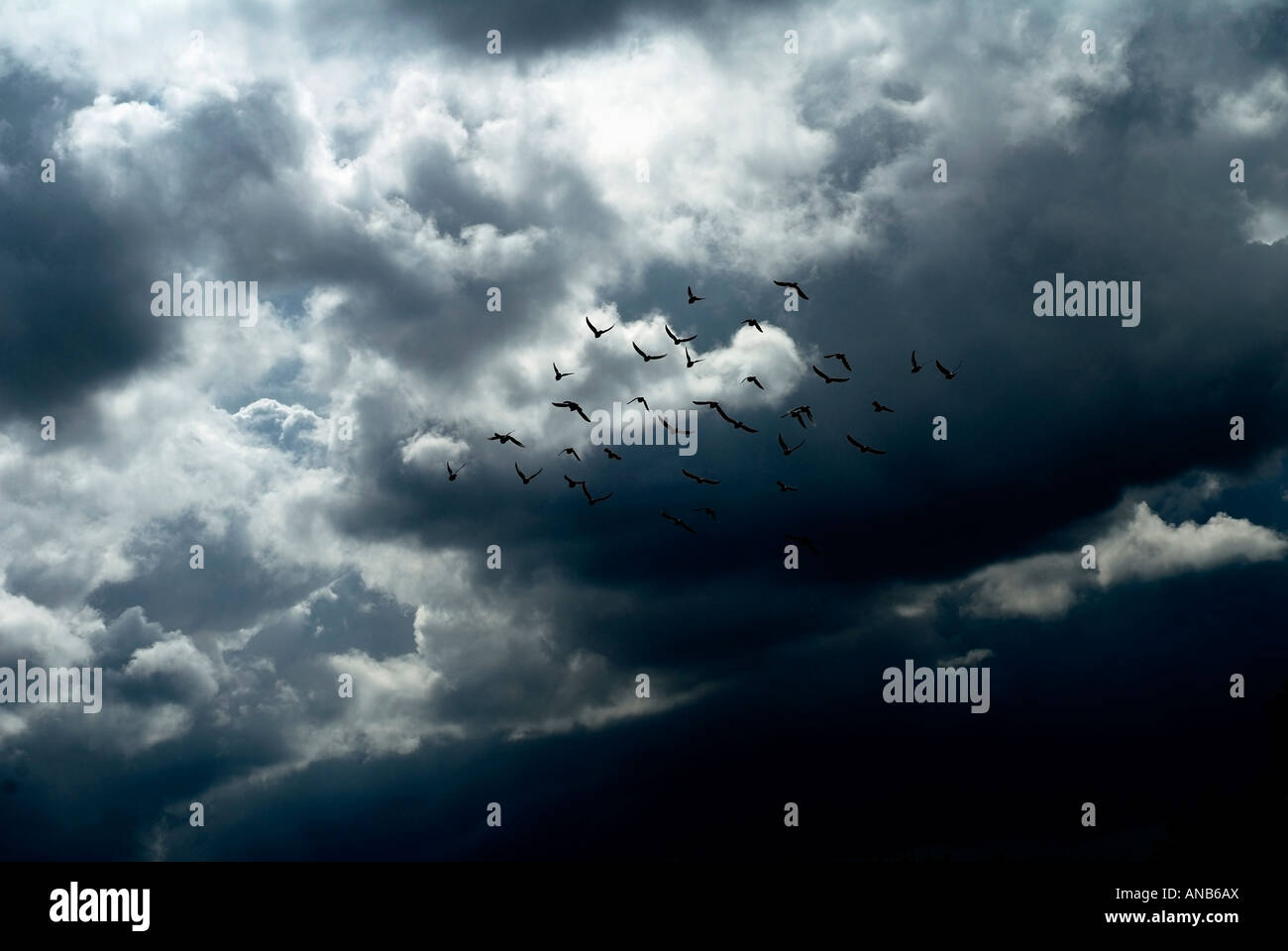 A flock of birds flying into a stormy sky Stock Photo - Alamy