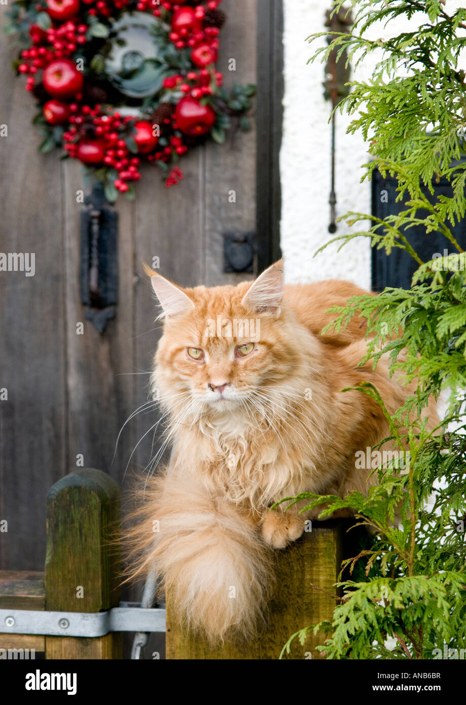 Ginger Tom cat on garden gate Stock Photo - Alamy