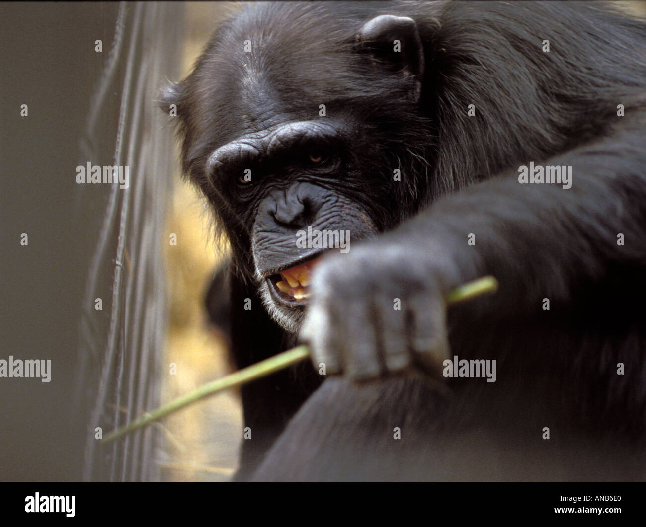 Chimpanzee using a stick as a tool to reach something through a zoo ...