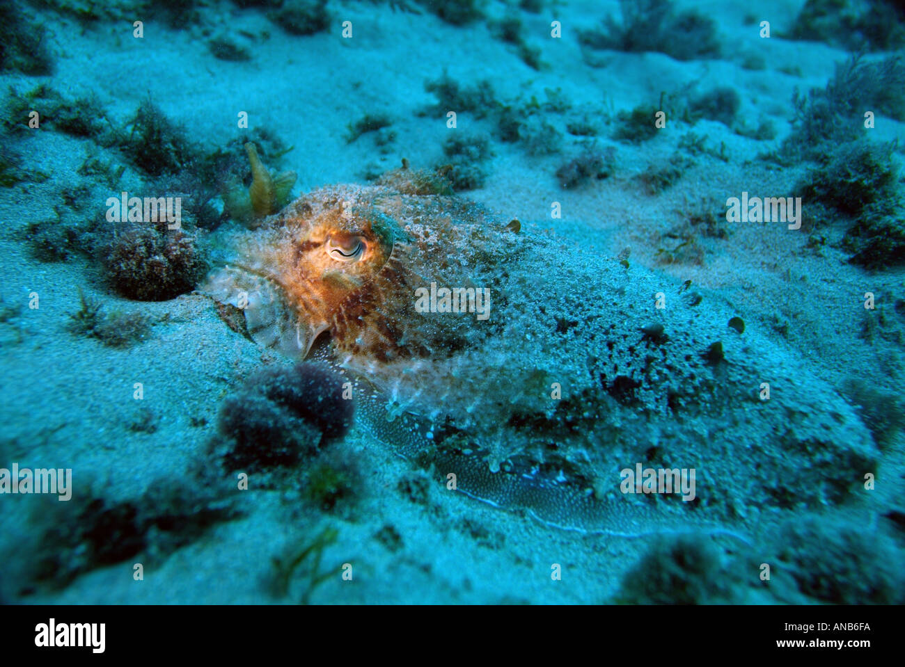Cuttlefish hiding hi-res stock photography and images - Alamy