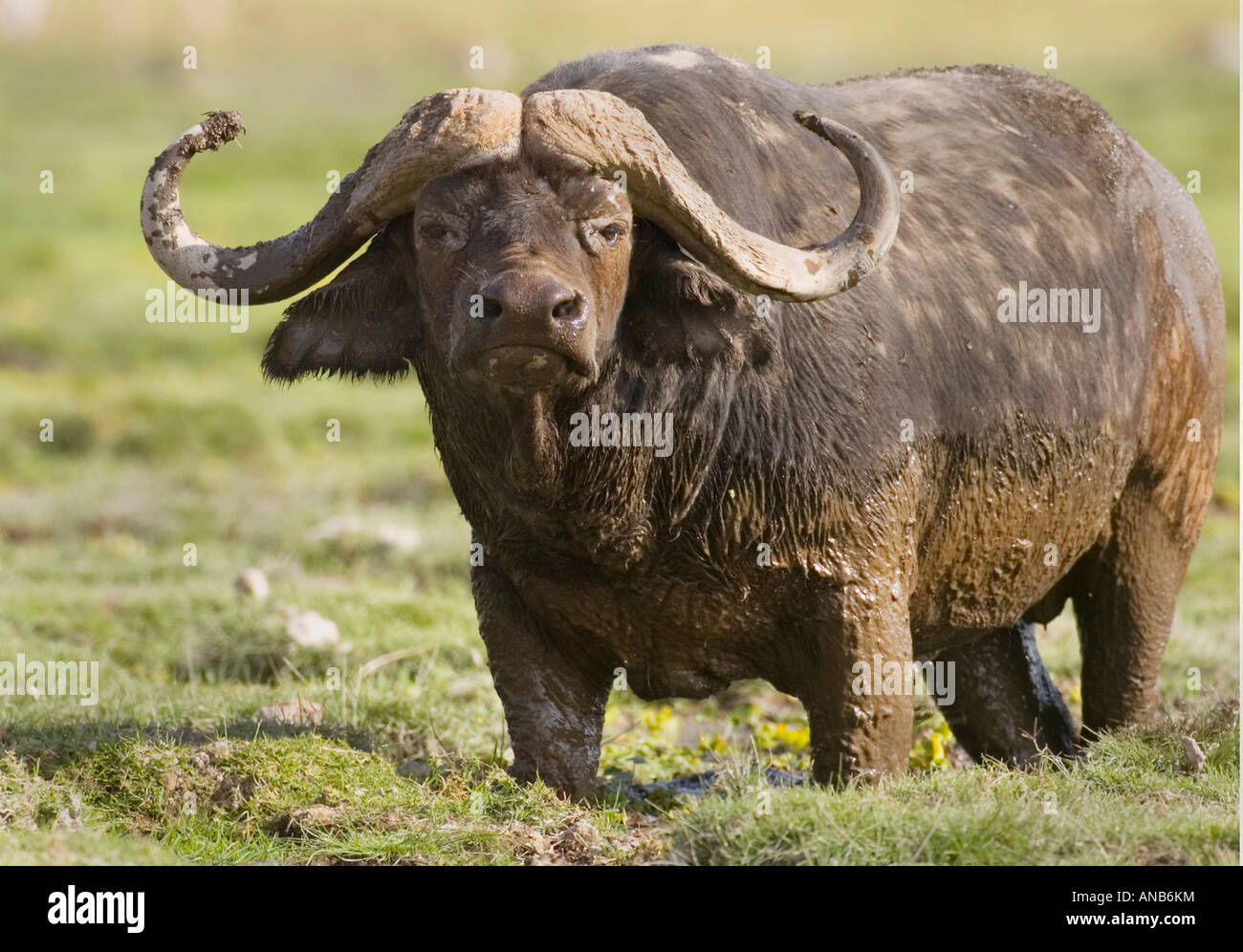 A Cape buffalo (Syncerus caffer) rises from a mud wallow Stock Photo ...