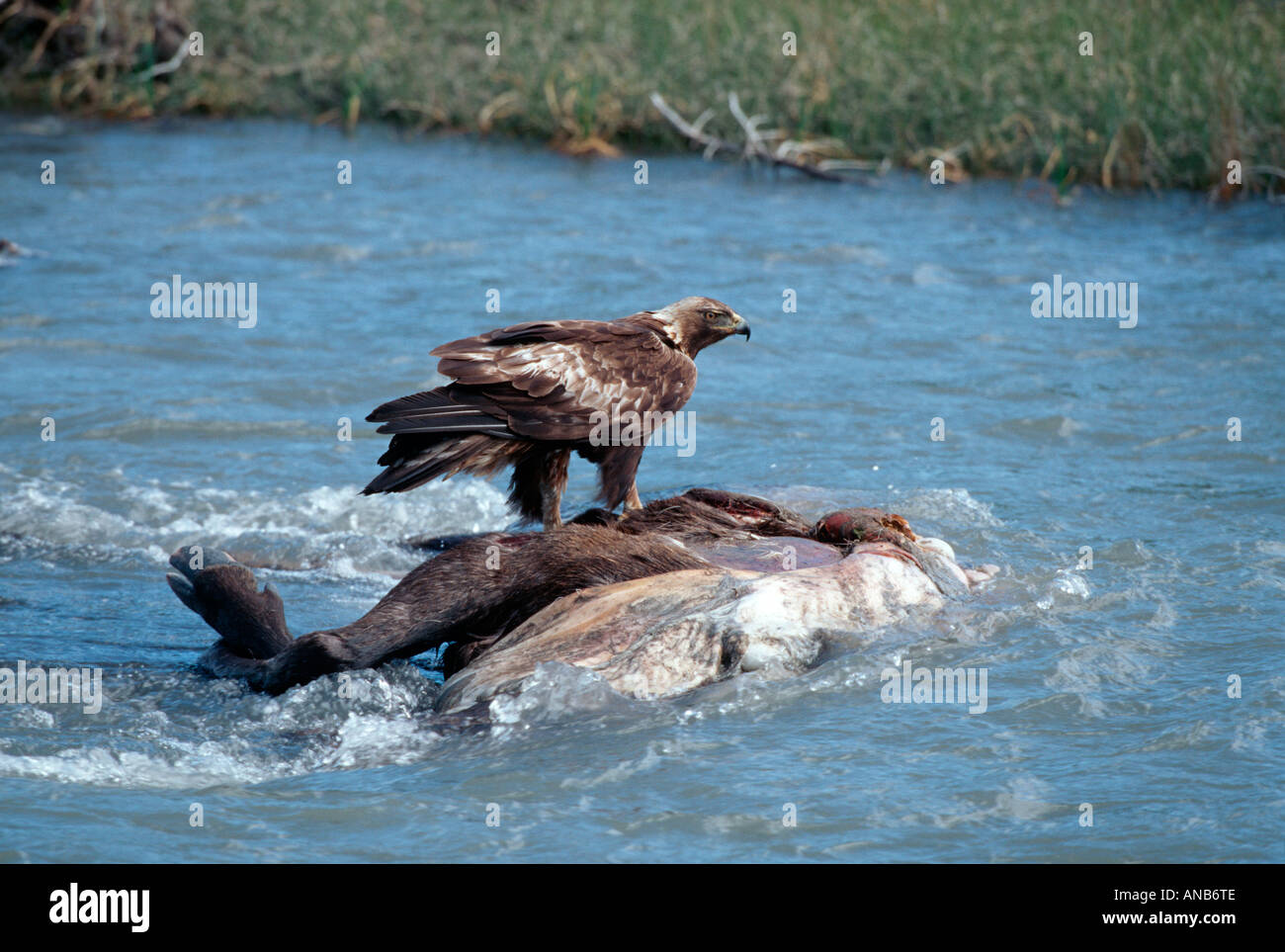 Golden Eagle on moose carcass in Denali National Park Stock Photo - Alamy