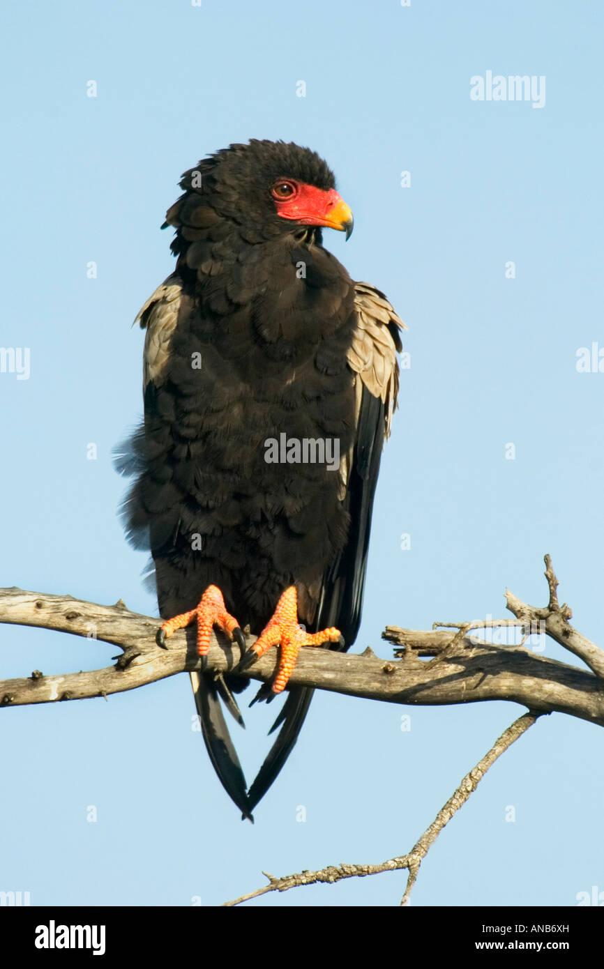 Bateleur eagle kenya hi-res stock photography and images - Alamy