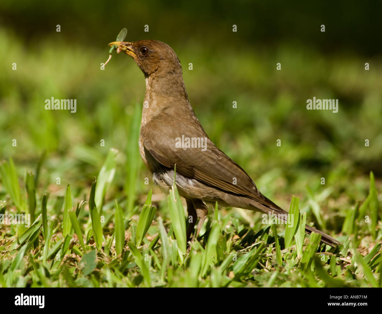 Brown bird with insect prey in beak, Argentina Stock Photo - Alamy
