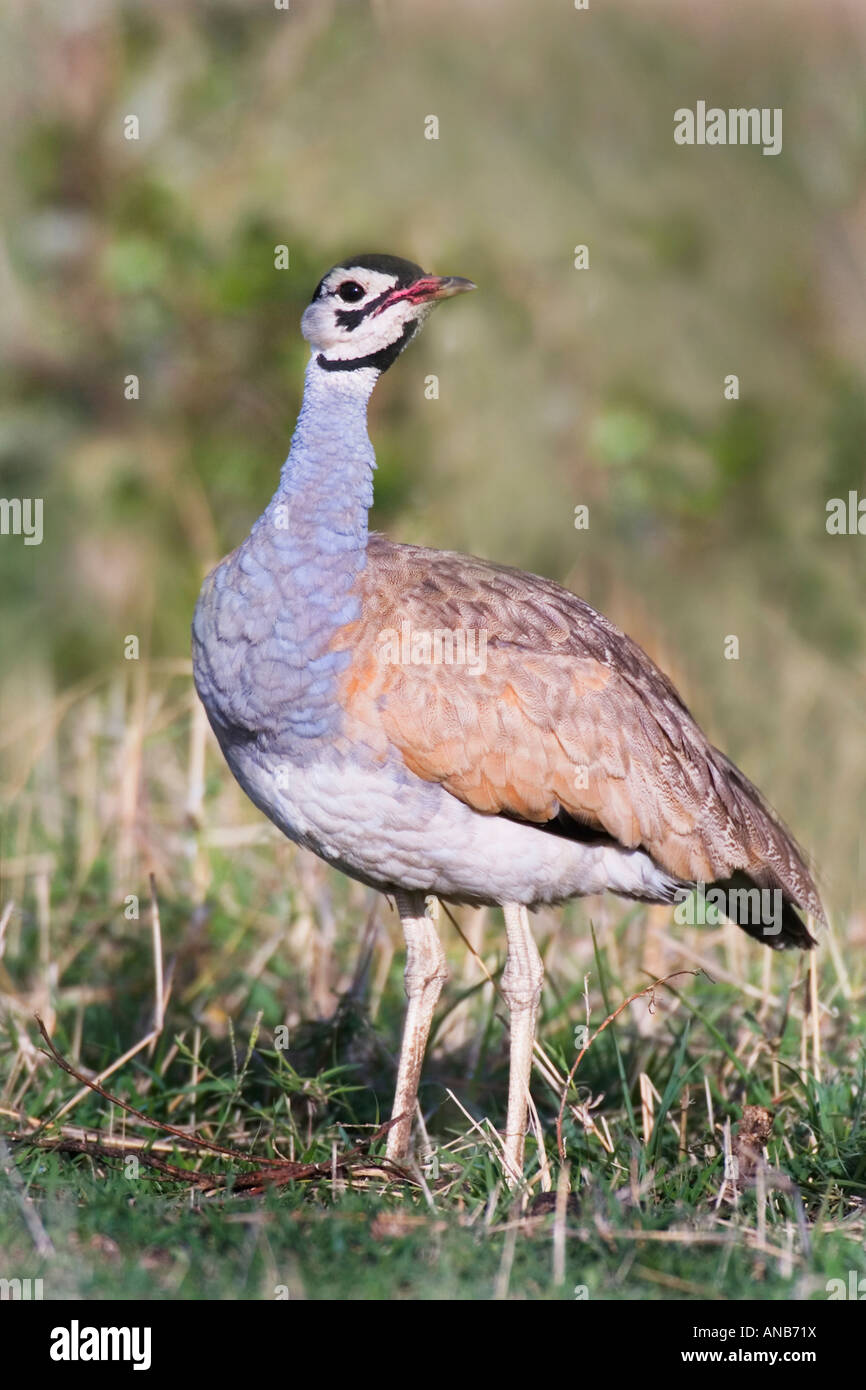 White-bellied bustard - male Stock Photo - Alamy