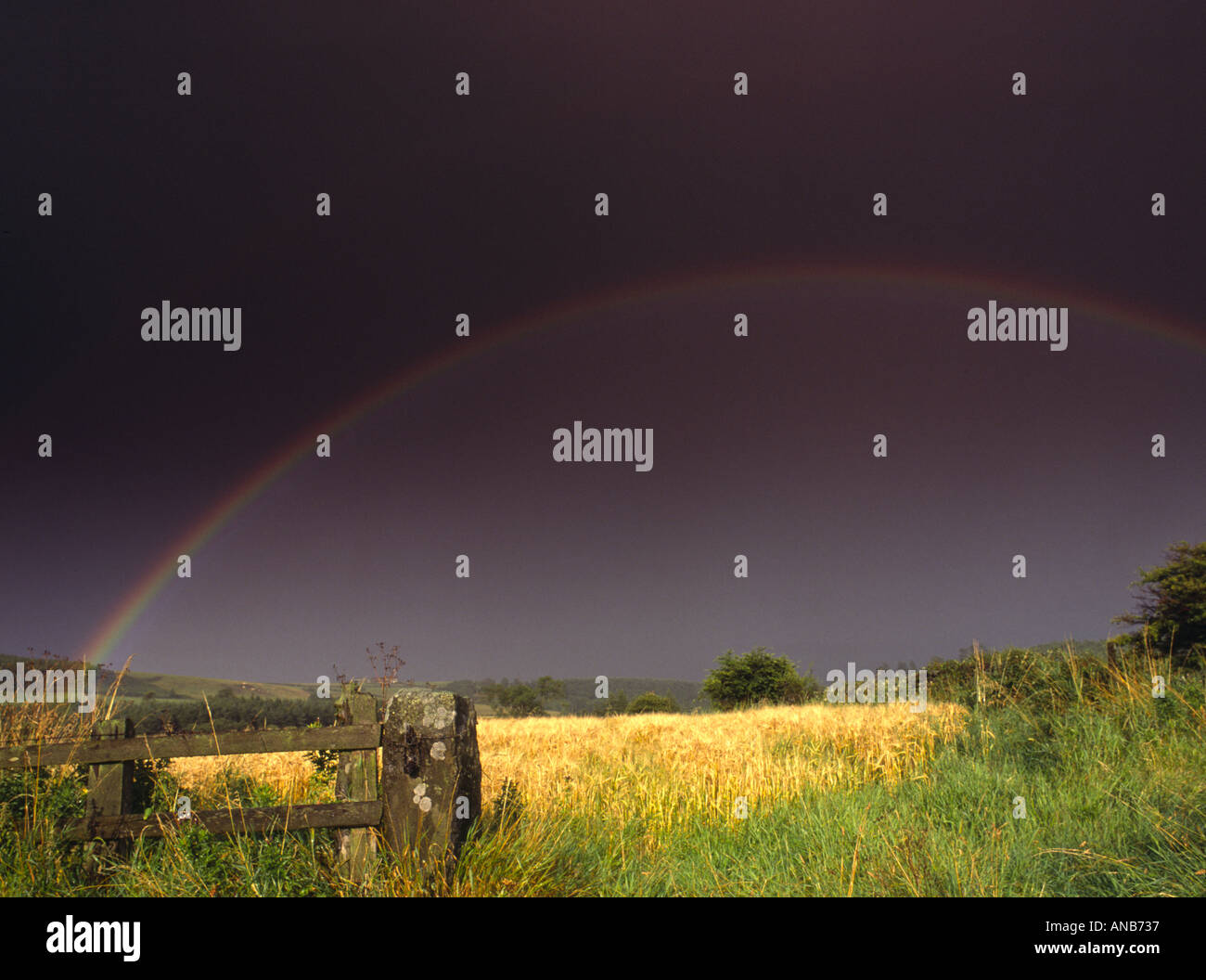 Rainbow over field of ripe cereal crop North Yorkshire Stock Photo - Alamy
