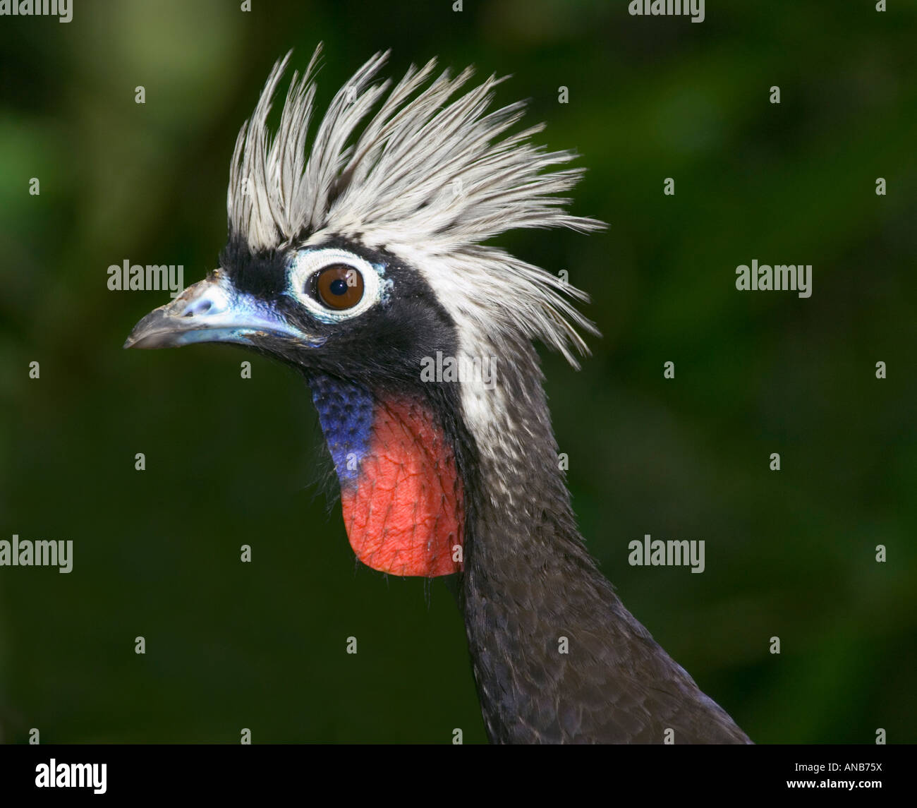Black fronted piping Guan (Pipile jacutinga) (Aburria jacutinga Stock ...