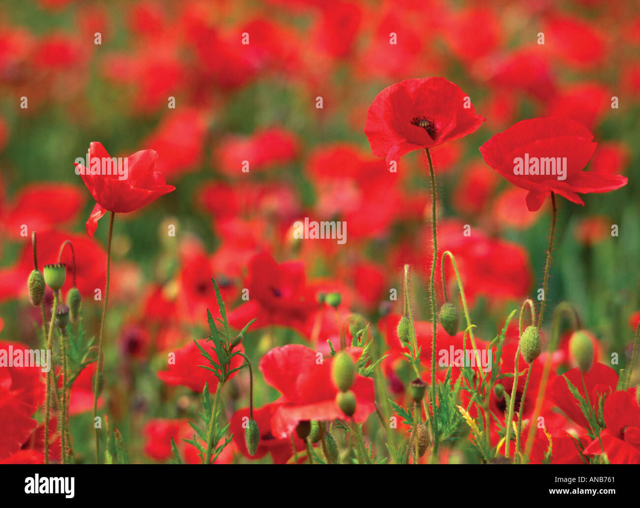 Field red flowers hi-res stock photography and images - Alamy