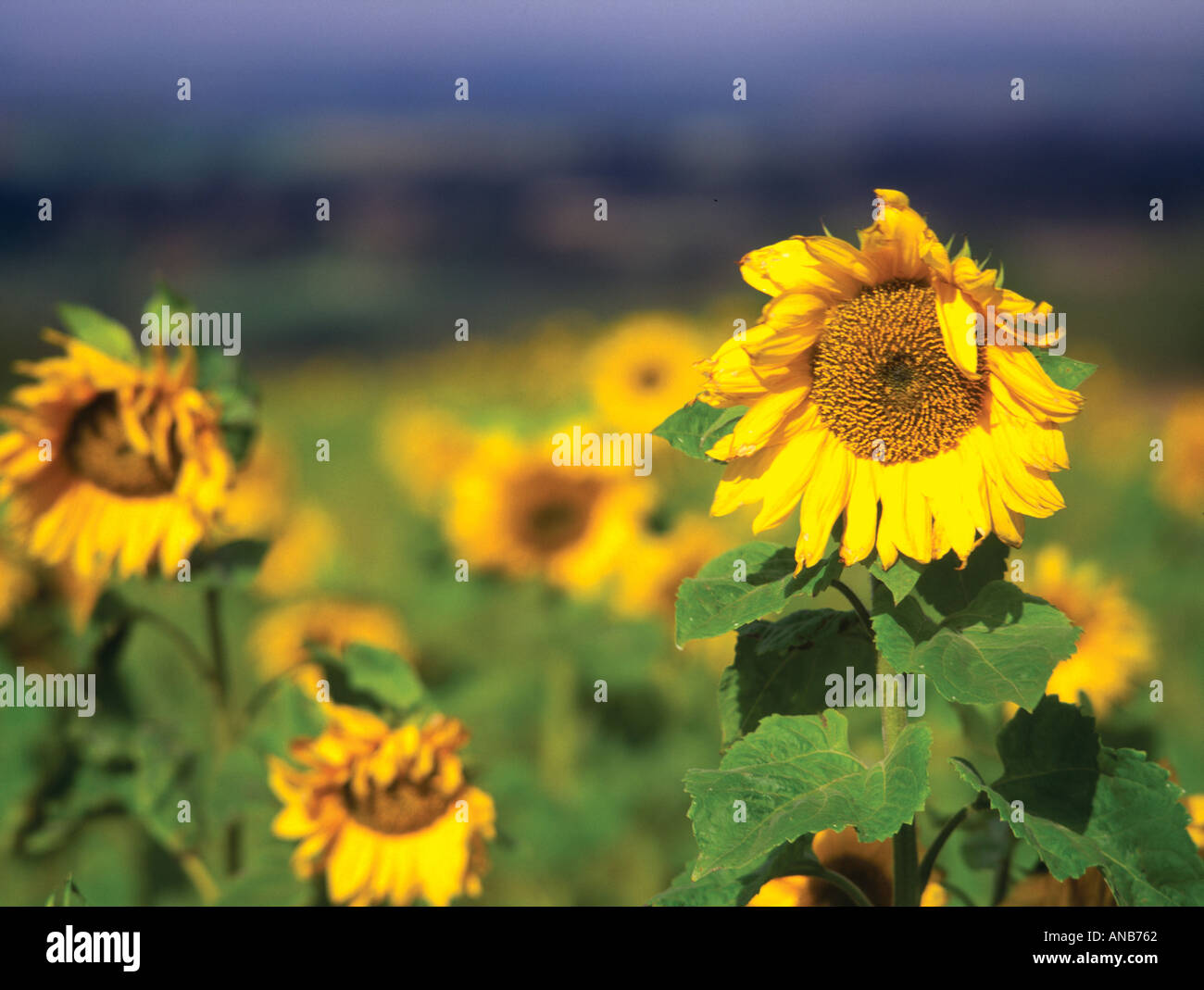 Yellow round flowers hi-res stock photography and images - Alamy