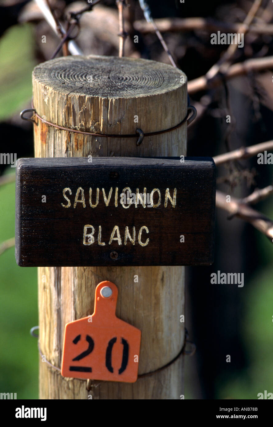 Grape Ca High Resolution Stock Photography and Images - Alamy