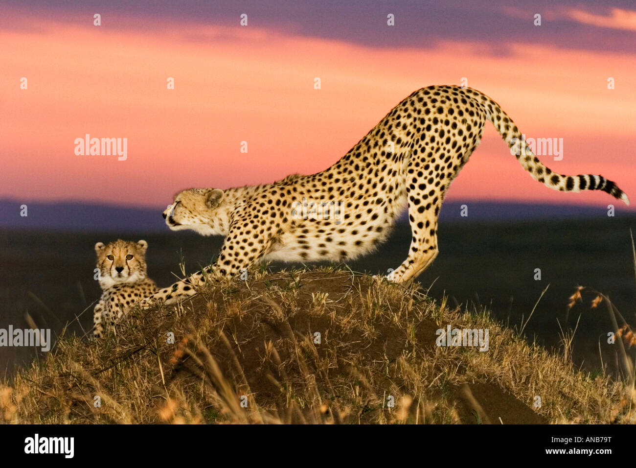 A cheetah family backlit by the sunset with one stretching Stock Photo ...