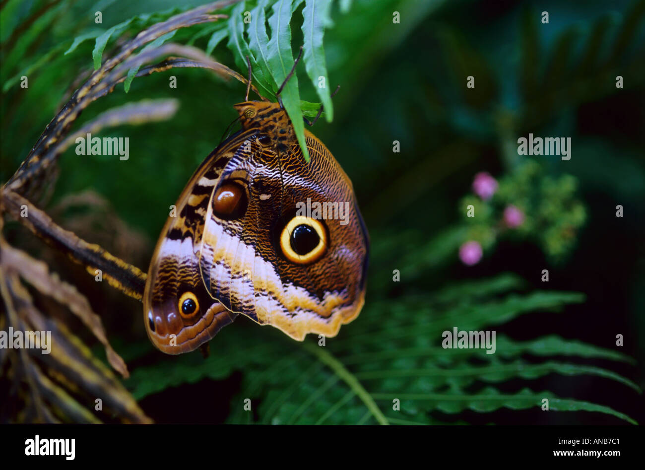 Owl butterflies caligo rest hi-res stock photography and images - Alamy