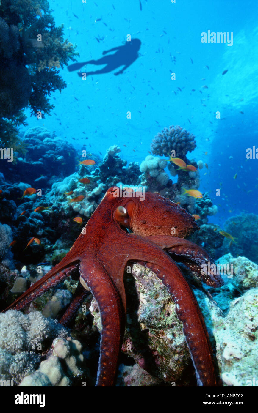 Octopus and underwater hi-res stock photography and images - Alamy
