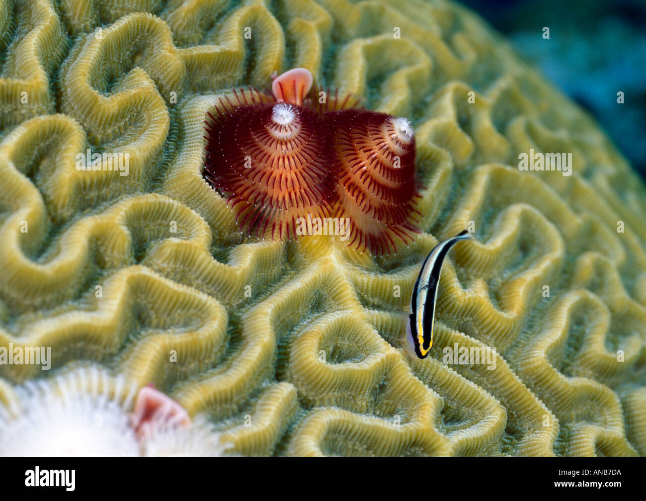 Turks Caicos Grand Turk Library divesite Shark nose goby swims close to ...
