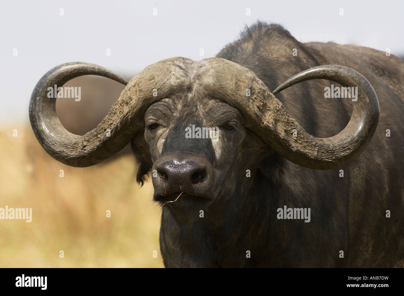 Cape Buffalo bull (Syncerus caffer) portrait of a bull with heavily ...