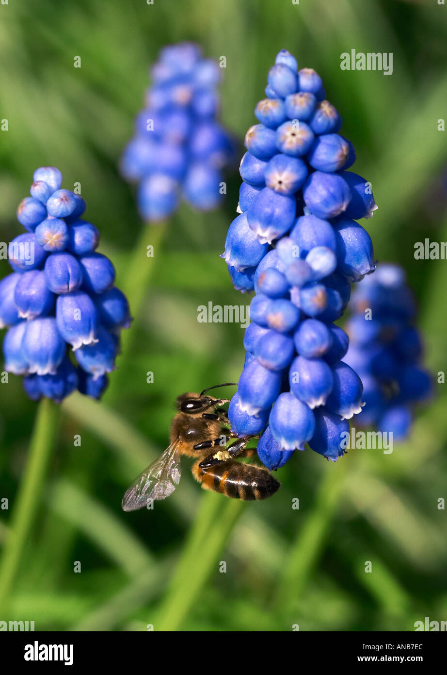 Bee collecting pollen from grape hyacinth muscari Stock Photo - Alamy