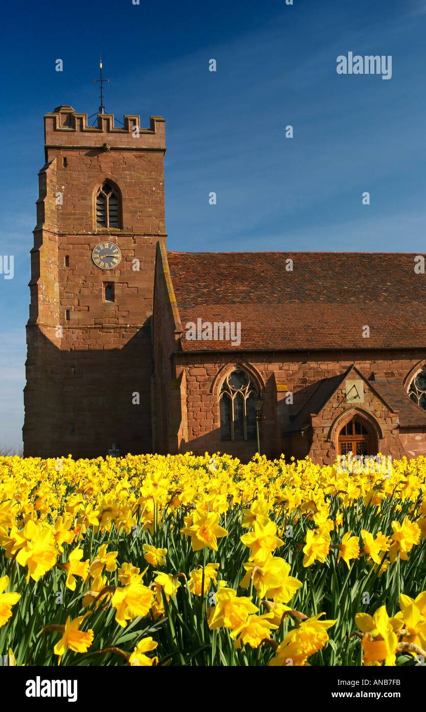 St Peters Church Kinver West Midlands England Daffodils in spring Stock ...