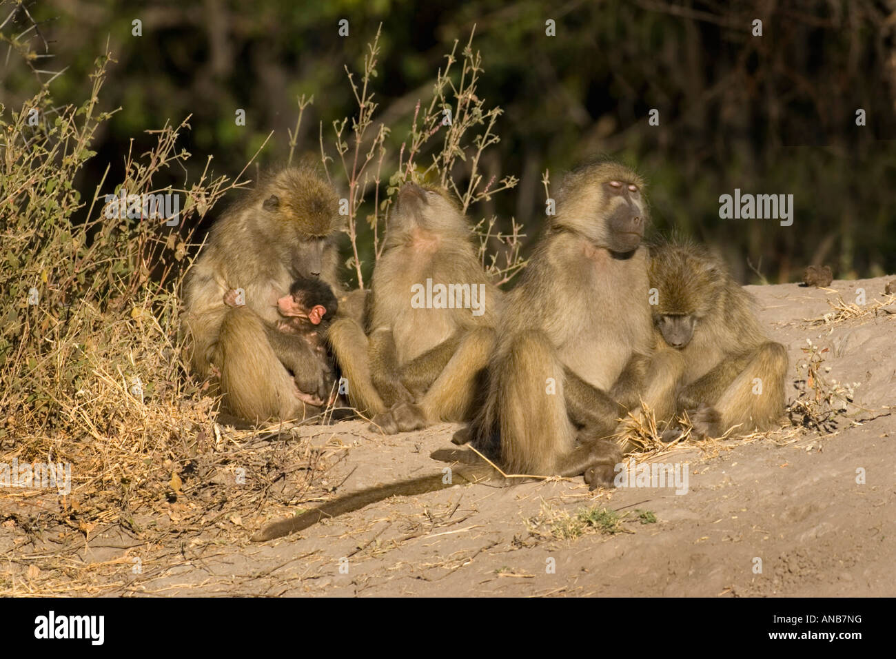 Sleeping Baboons High Resolution Stock Photography and Images - Alamy