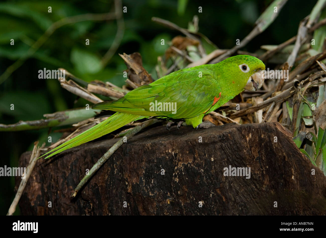 Mealy Amazon Parrot Amazona farinosa Brazil - Captive Stock Photo - Alamy