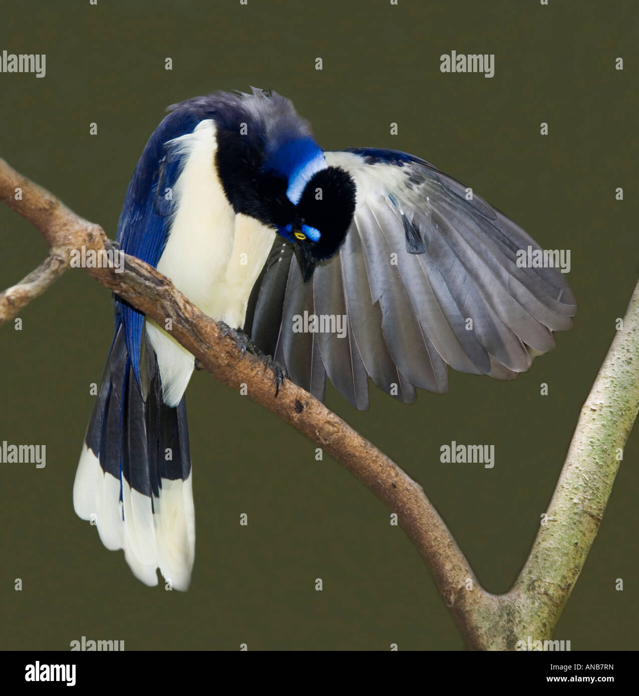Plush crested Jay Cyanocorax chrysops - Captive Stock Photo - Alamy