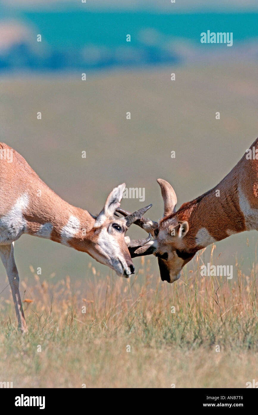 Buck Pronghorn Antelope bucks displaying during mating season Stock ...
