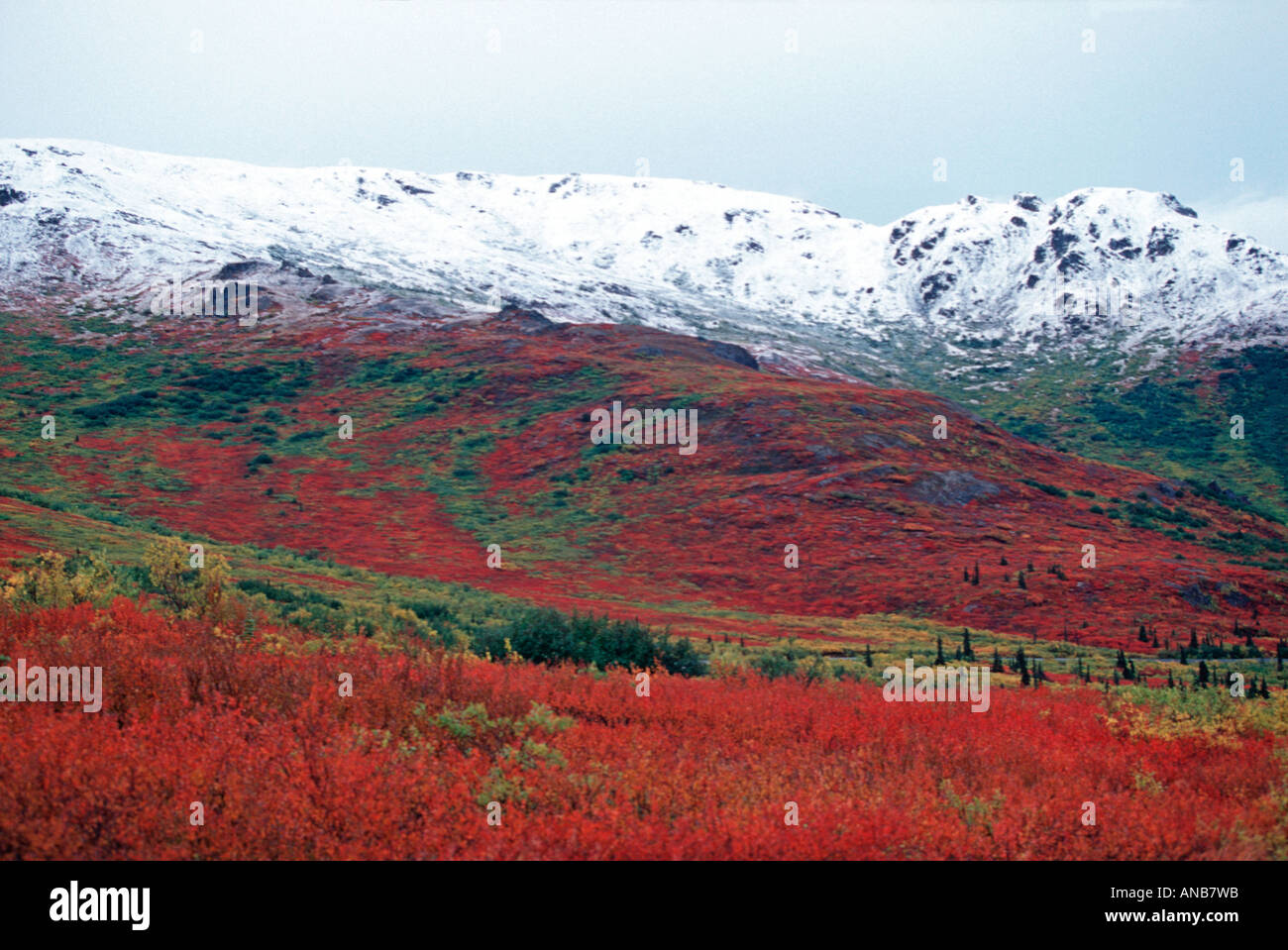 Fall Colors in Denali National Park Stock Photo - Alamy