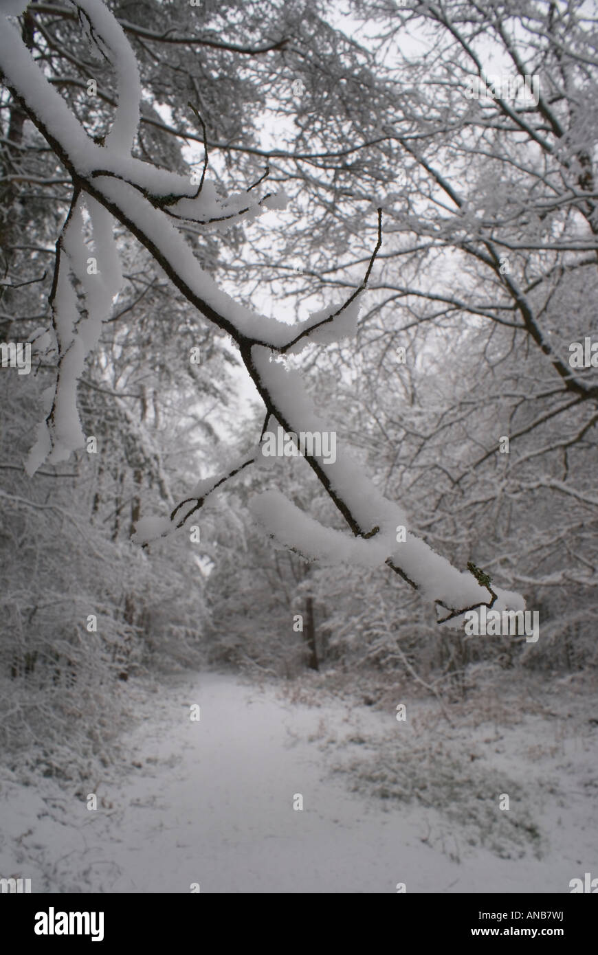 snow covered branch in woodland Stock Photo - Alamy