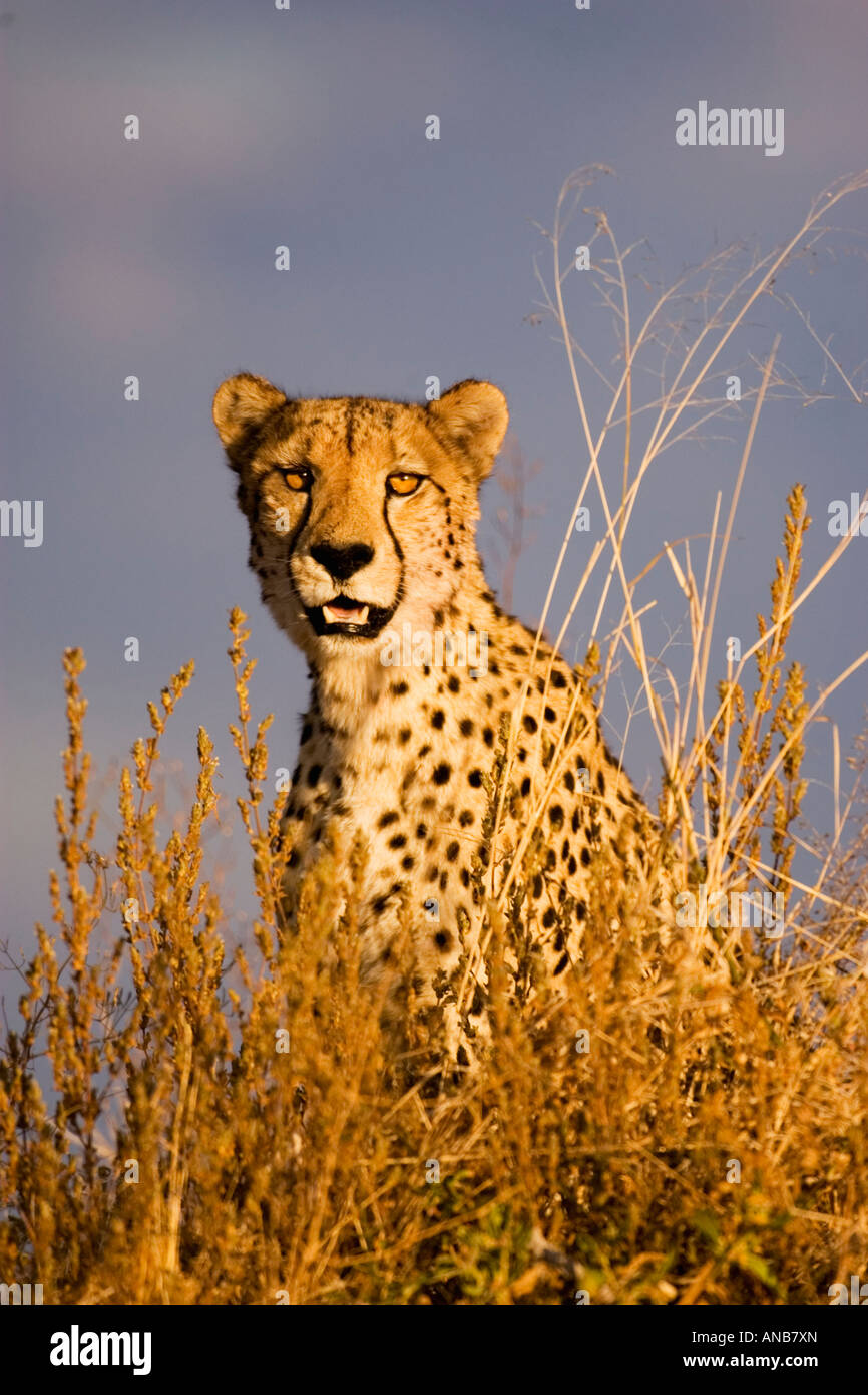Cheetah sitting in long yellow grass Stock Photo - Alamy