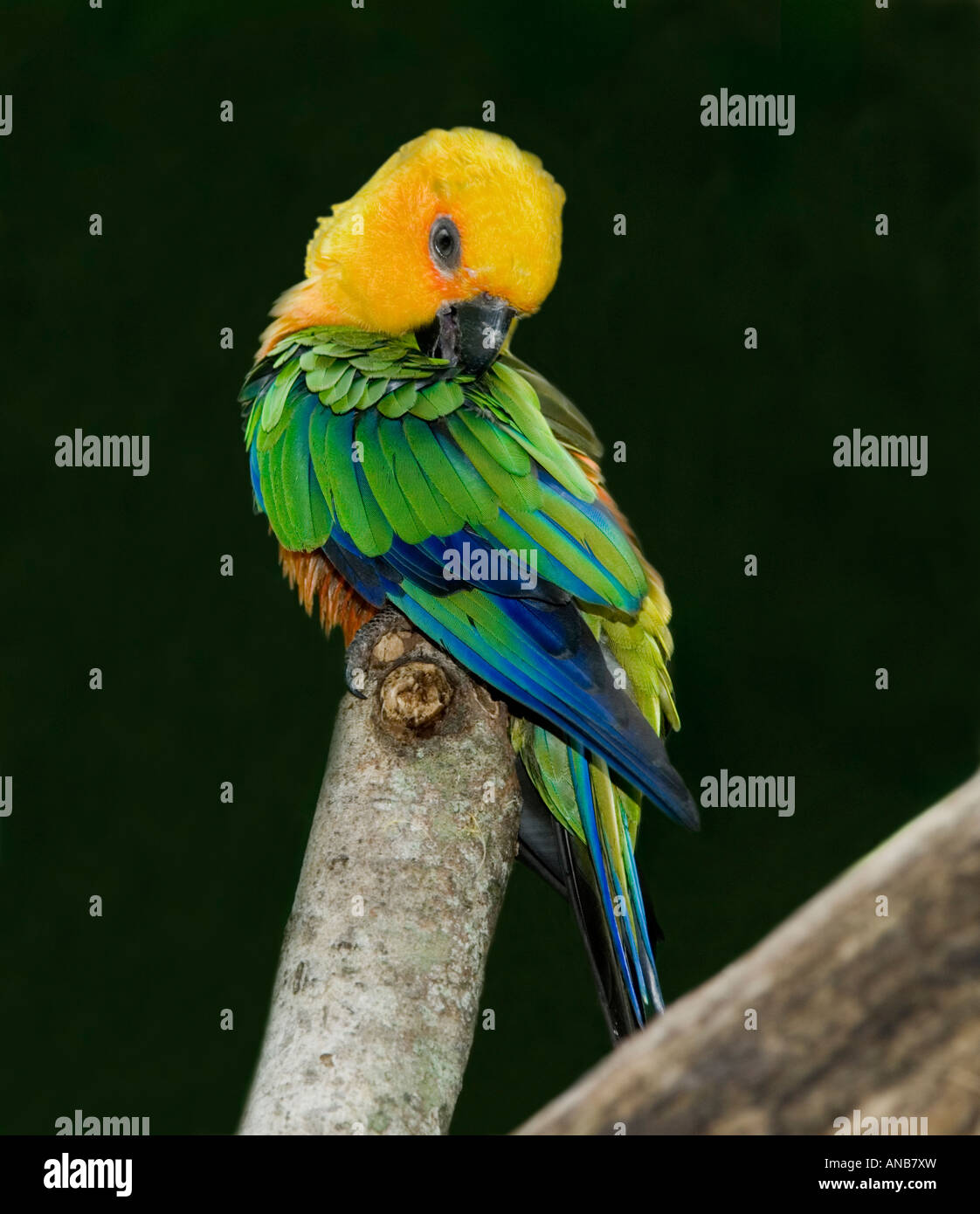 Preening yellow parakeet hi-res stock photography and images - Alamy