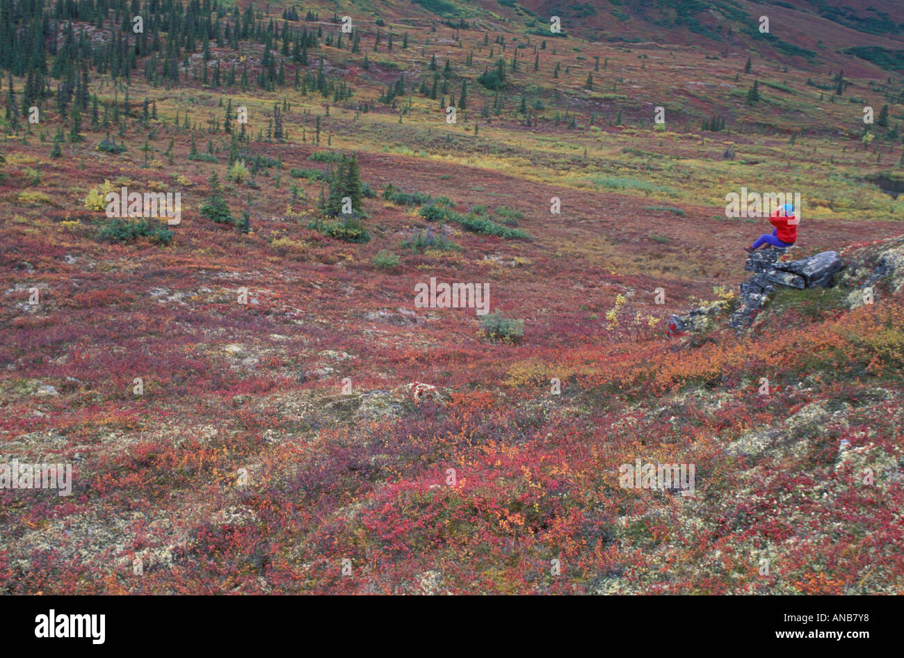 Fall Colors in Denali National Park Alaska Stock Photo - Alamy